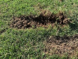 Should You Take A Divot In Golf?